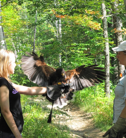 Hawk Walk - Apprentice Falconer Walk | Mont-Tremblant Activity Centre ...