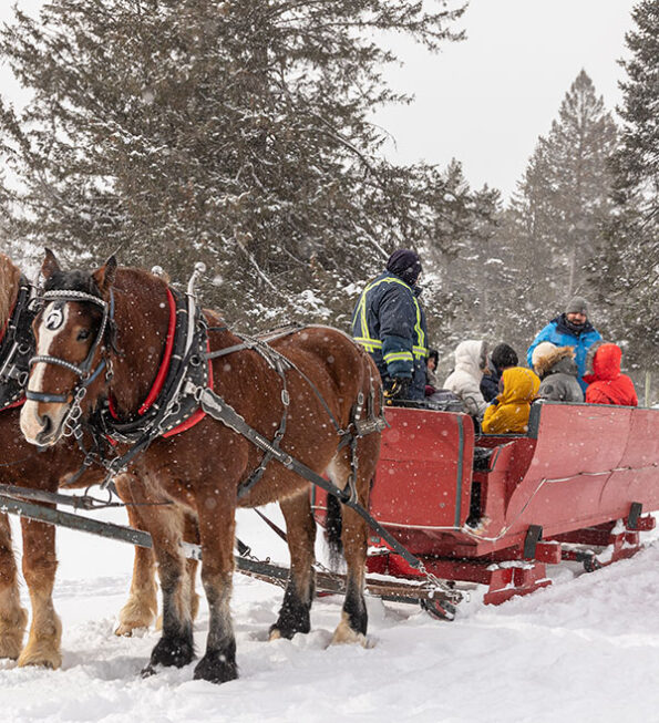 Horse Drawn Sleigh Rides - Mont-Tremblant - Quebec