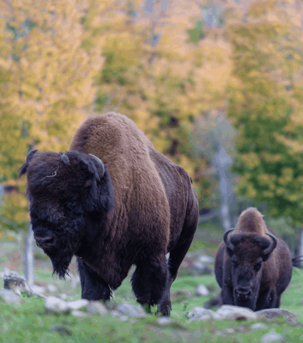 Sled Dog Kennel Visit & Bisons (2-3h) | Mont-Tremblant Activity Centre ...