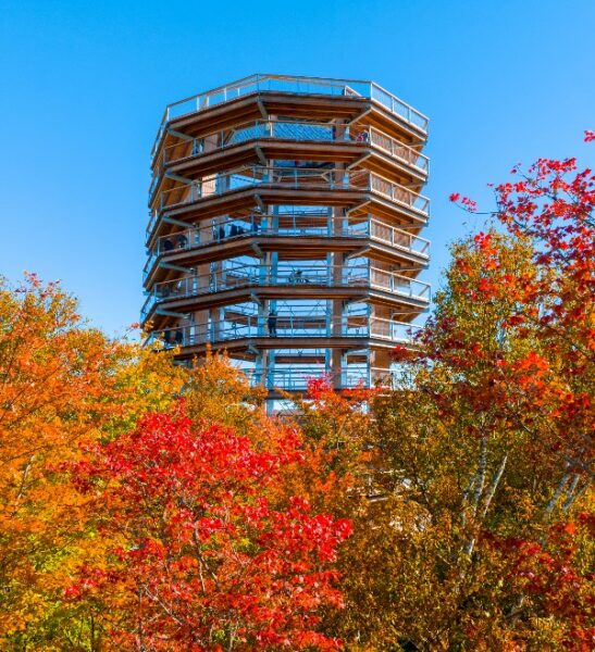 Sentier des cimes Laurentides - Marcher au dessus des arbres