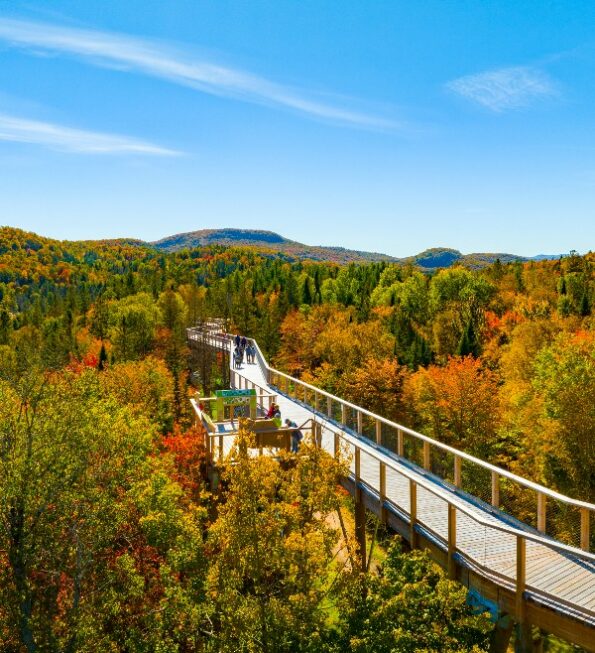 Sentier des cimes Laurentides - Marcher au dessus des arbres